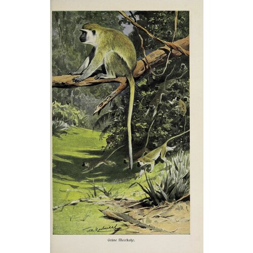 Зелёная мартышка, животные постер 20 на 30 см, шнур-подвес в подарок