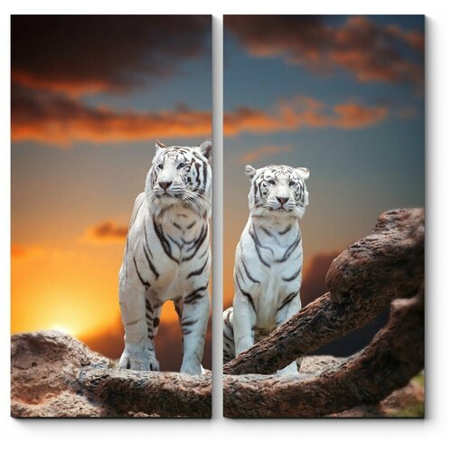 Модульная картина Два белых тигра на закате 60x60
