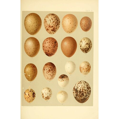 Птичьи яйца, постер 20 на 30 см, шнур-подвес в подарок