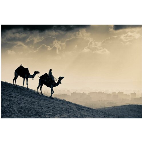 Постер / Плакат / Картина Верблюды в пустыне 60х90 см в раме