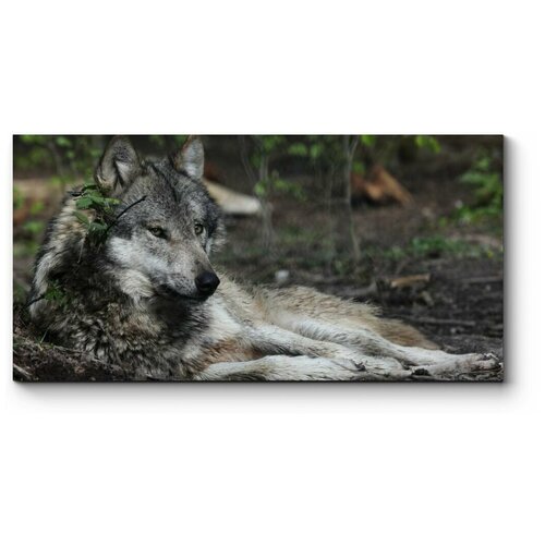 Модульная картина Волк отдыхает в лесу 170x85
