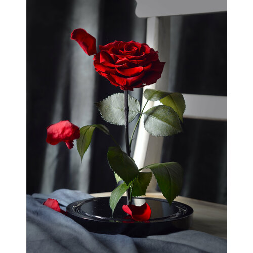 Бордовая роза в колбе "VIP" в подарочной коробкой с вау-эффектом /29 см Живет 5 лет