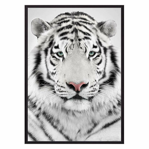 Постер в рамке Белый тигр, 21х30 см