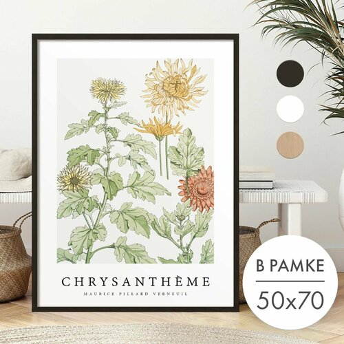 Плакат Постер 50х70 В рамке "Хризантемы цветы иллюстрация" для интерьера