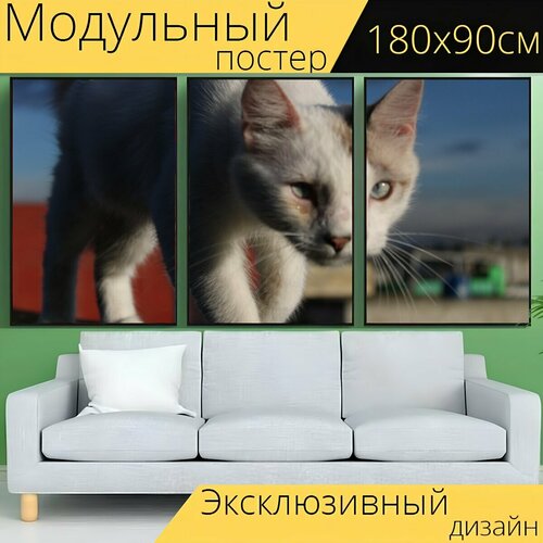 Модульный постер "Кошки, кот, животные" 180 x 90 см. для интерьера