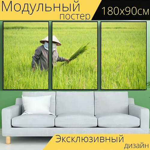 Модульный постер "Рисовые поля, фермер, сбор урожая" 180 x 90 см. для интерьера