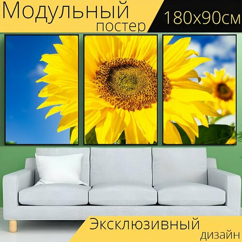 Модульный постер "Подсолнечник, цветок, летом" 180 x 90 см. для интерьера