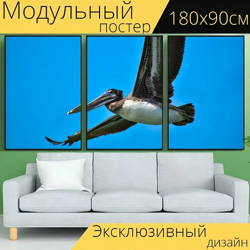 Модульный постер "Пеликан, птица, летающий" 180 x 90 см. для интерьера