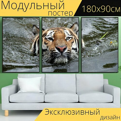 Модульный постер "Тигр, вода, плавать" 180 x 90 см. для интерьера