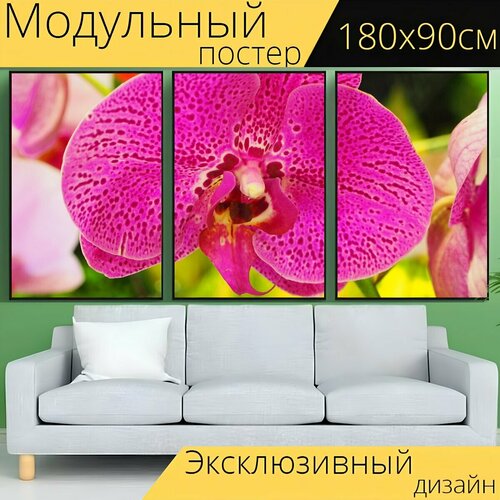 Модульный постер "Фаленопсис, орхидея, фиолетовый" 180 x 90 см. для интерьера