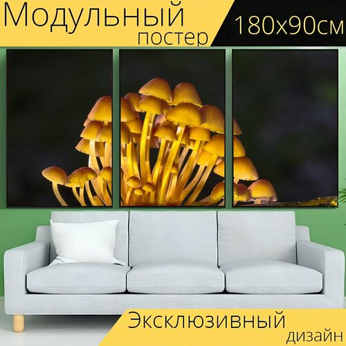 Модульный постер "Гриб, грибы, губка" 180 x 90 см. для интерьера