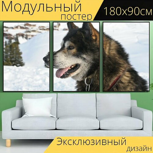 Модульный постер "Собака, сани, животное" 180 x 90 см. для интерьера