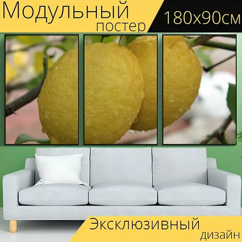 Модульный постер "Лимон, лимоны, цитрусовый" 180 x 90 см. для интерьера