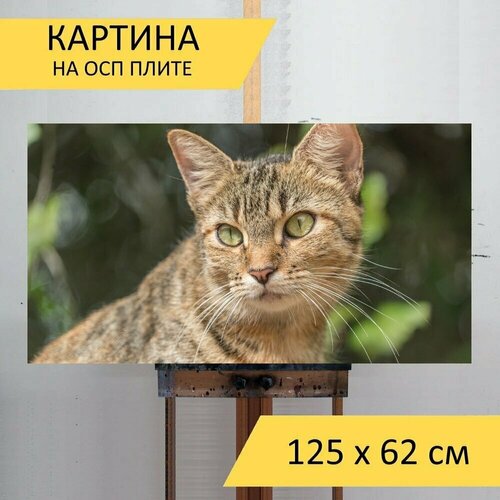 Картина на ОСП 125х62 см. "Кошка, бродячая кошка, животное" горизонтальная, для интерьера, с креплениями
