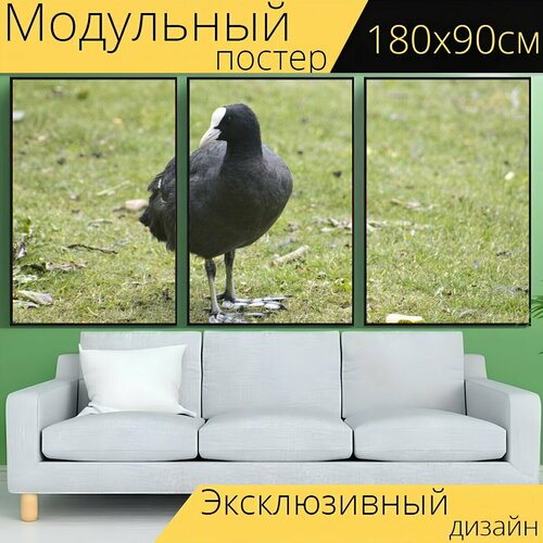 Модульный постер "Лысуха, водоплавающая птица, дикая природа" 180 x 90 см. для интерьера
