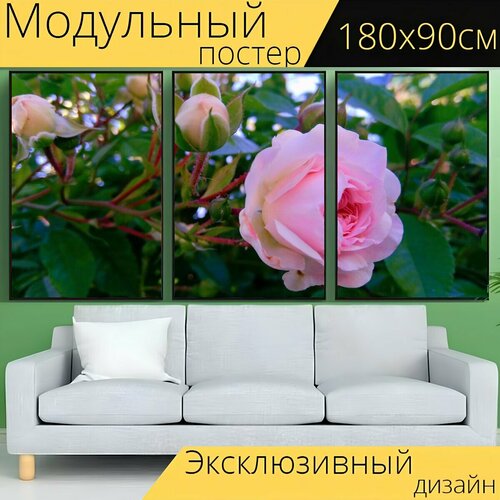 Модульный постер "Куст, розовый, роза" 180 x 90 см. для интерьера