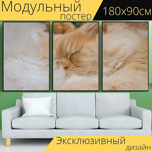 Модульный постер "Котенок, кошка, милый" 180 x 90 см. для интерьера