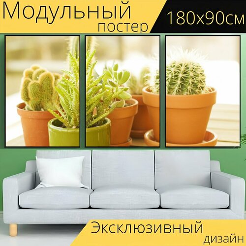 Модульный постер "Завод, домашнее растение, кактус" 180 x 90 см. для интерьера