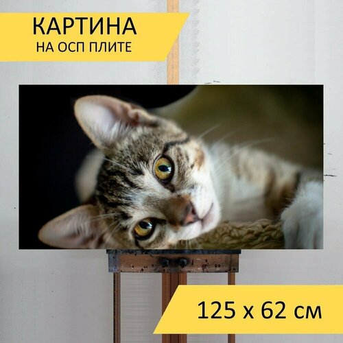 Картина на ОСП 125х62 см. "Кошки, кошка фотография, животное" горизонтальная, для интерьера, с креплениями