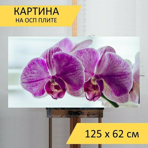 Картина на ОСП 125х62 см. "Орхидея, цветок, к" горизонтальная, для интерьера, с креплениями