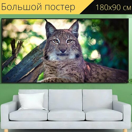 Большой постер "Рысь, кошка, дикая кошка" 180 x 90 см. для интерьера