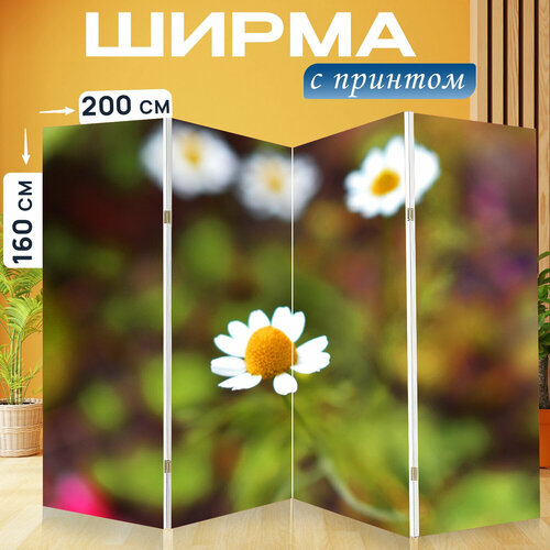 Ширма перегородка с принтом "Маргаритка, цветок, белый" на холсте - 200x160 см. для зонирования, раскладная