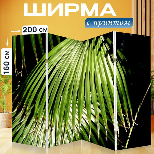 Ширма перегородка с принтом "Веерная пальма, ладонь, дерево" на холсте - 200x160 см. для зонирования, раскладная