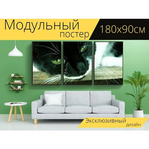 Модульный постер "Кот, животное, кошки" 180 x 90 см. для интерьера