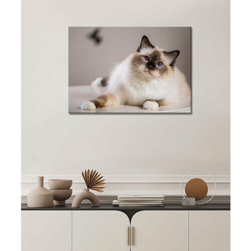 Картина - бирманская кошка, кот, белая шерсть, пушистая кошка, ласковая кошка (11) 20х30