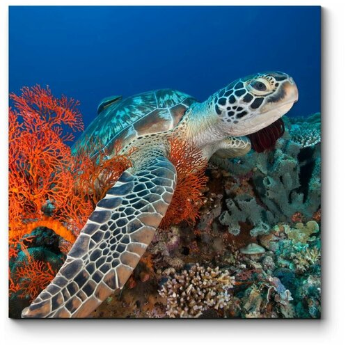 Модульная картина Морская черепаха в кораллах90x90
