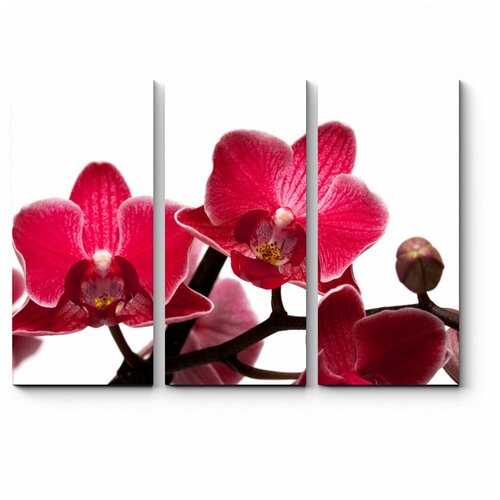 Модульная картина Магия орхидей 150x108