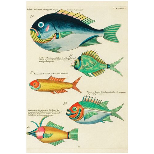 Постер / Плакат / Картина Рыбы - Разновидность морских рыб 90х120 см в подарочном тубусе