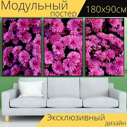 Модульный постер "Хризантемы, фиолетовые цветы, цветок" 180 x 90 см. для интерьера