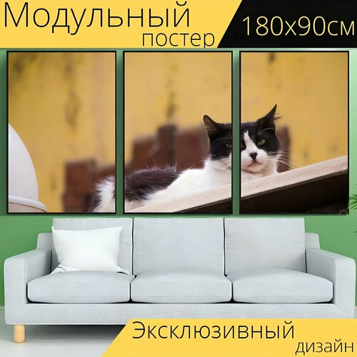 Модульный постер "Кошки, кот, кошачий" 180 x 90 см. для интерьера