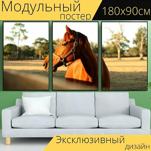 Модульный постер "Лошадь, ферма, свет" 180 x 90 см. для интерьера