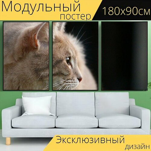Модульный постер "Кот, кошка породы, скумбрия" 180 x 90 см. для интерьера