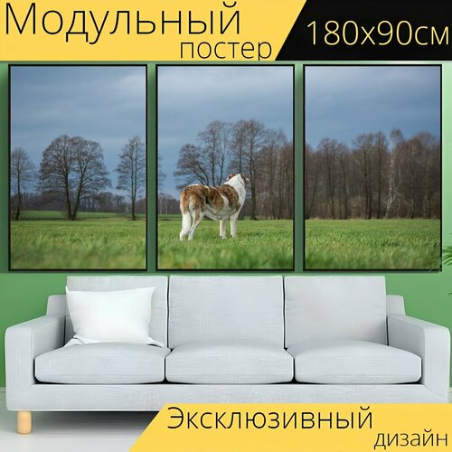 Модульный постер "Собака, трава, природа" 180 x 90 см. для интерьера