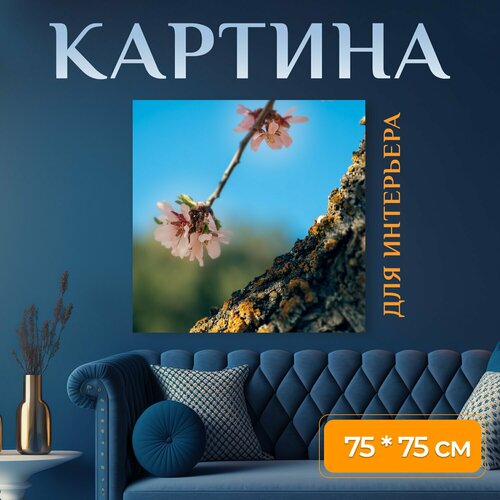 Картина на холсте "Цветок миндаля, дерево, природа" на подрамнике 75х75 см. для интерьера