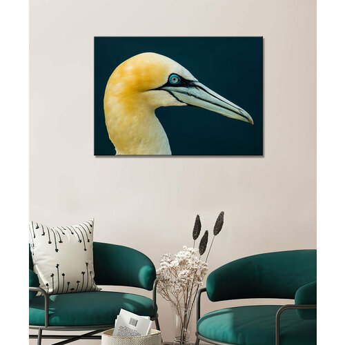 Картина - Олуша, птица олуша, олуша северная птица (16) 40х60