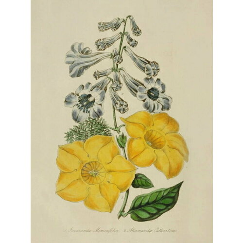 Плакат, постер на холсте Jacaranda Mimosafolia, Allamanda Cathartica/искусство/арт/абстракция/творчество. Размер 21 х 30 см