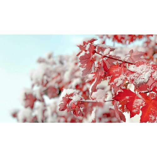 Картина на холсте 60x110 LinxOne "Ветка снег листья" интерьерная для дома / на стену / на кухню / с подрамником