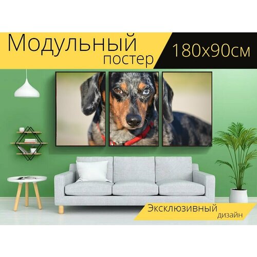 Модульный постер "Собака, такса, собачий" 180 x 90 см. для интерьера
