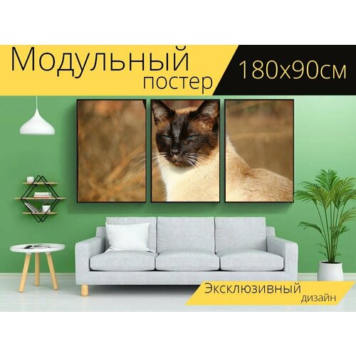 Модульный постер "Кот, сиамский, кошка породы" 180 x 90 см. для интерьера
