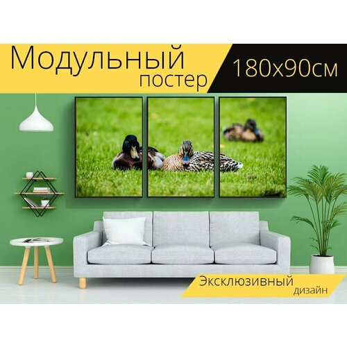 Модульный постер "Утка, трава, природа" 180 x 90 см. для интерьера