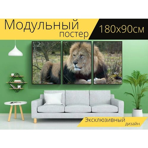 Модульный постер "Лев, зоопарк, самец лев" 180 x 90 см. для интерьера