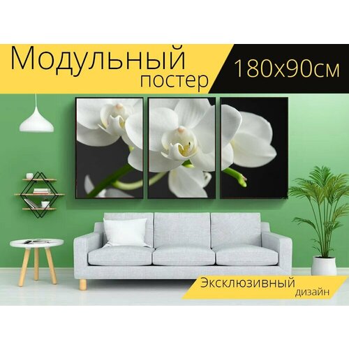 Модульный постер "Цветок, природа, орхидея" 180 x 90 см. для интерьера