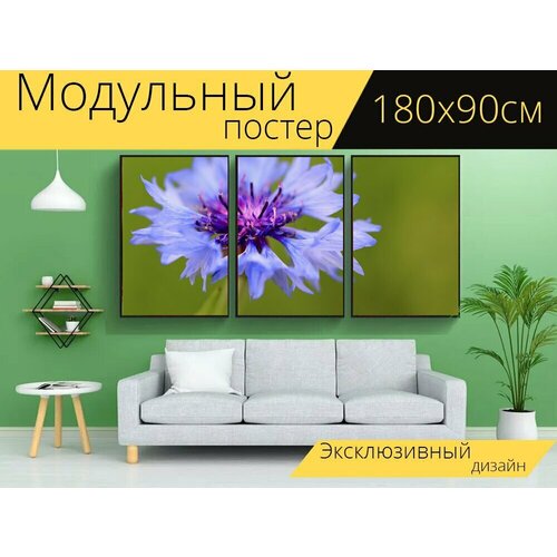 Модульный постер "Васильковый, остроконечный цветок, цвести" 180 x 90 см. для интерьера