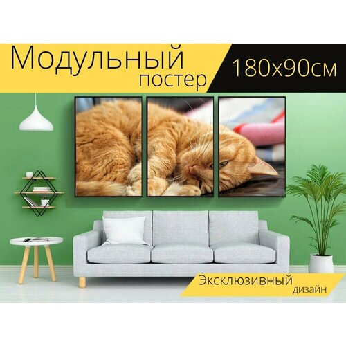 Модульный постер "Кот, рыжий кот, котенок" 180 x 90 см. для интерьера