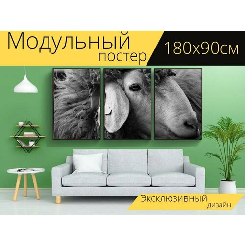 Модульный постер "Овец, голова овцы, животное" 180 x 90 см. для интерьера