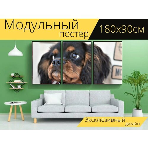 Модульный постер "Собака, кавалер кинг чарльз спаниель, веселая" 180 x 90 см. для интерьера